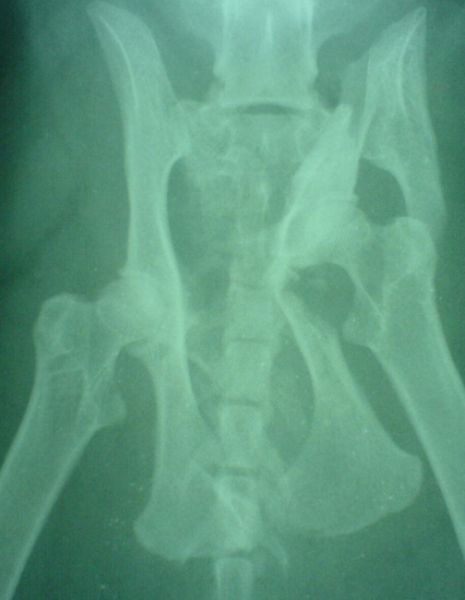 Cat Pelvis # - Veterinary Diagostic Imaging Gallery - Nursing ...