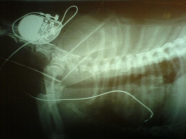 Pacemaker in a dog - Veteirnary Surgical Nursing Gallery - Clinical ...