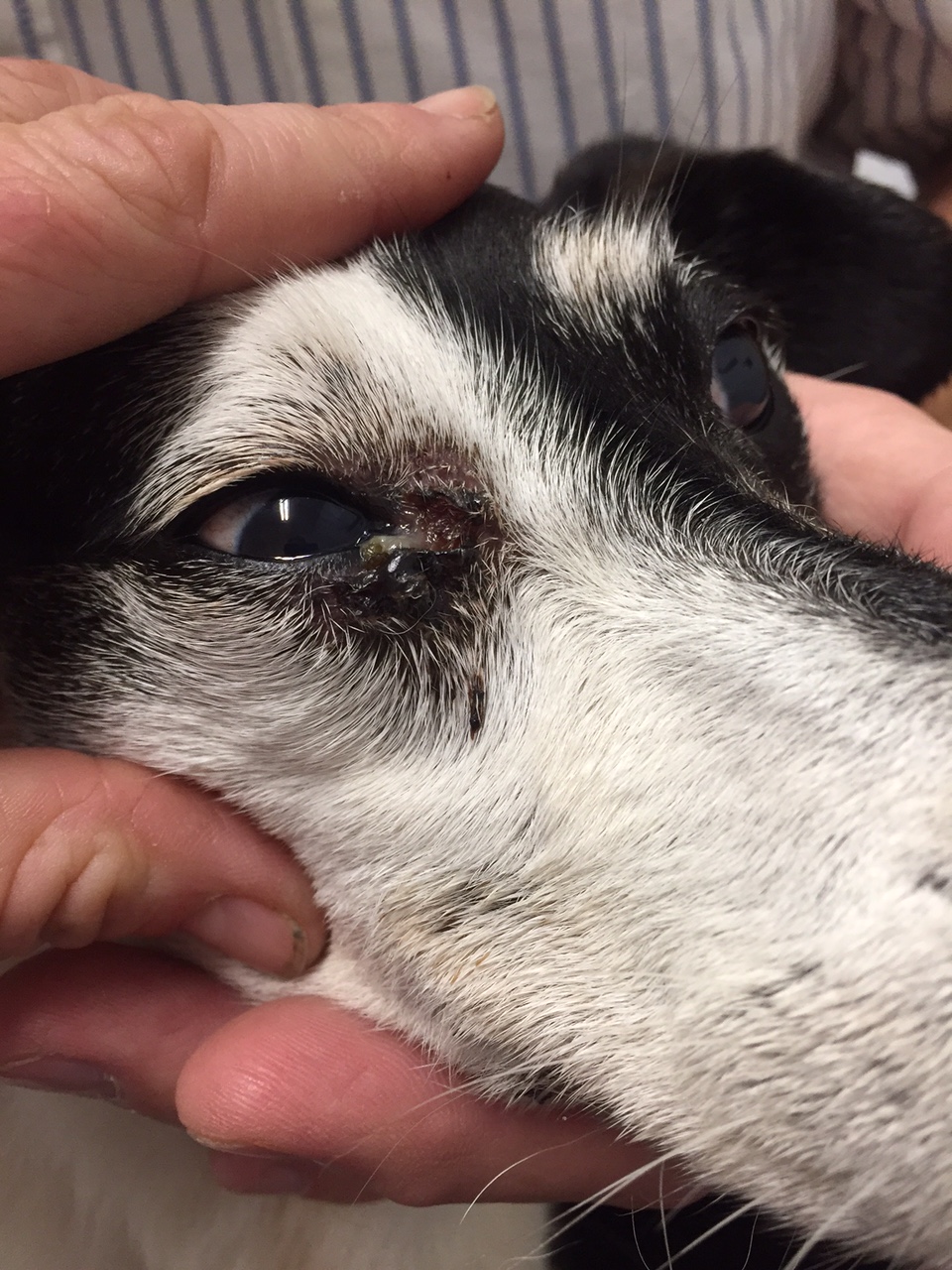 Dog with unusual ulcerative lesions - Dermatology Gallery - Nursing ...