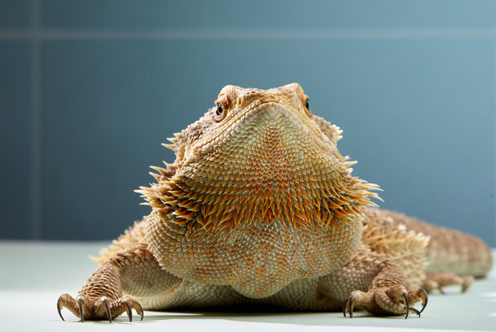New BSAVA client info leaflets on reptiles - VetNurse News - Vet Nurse ...