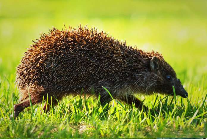 New hedgehog and wildlife information for vet nurses - VetNurse News ...