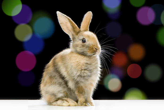 Survey reveals most common rabbit health problems - VetNurse News - Vet ...