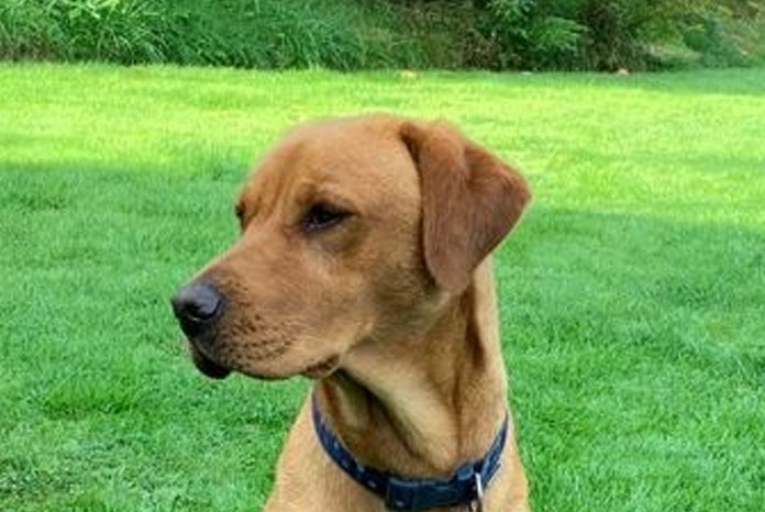 New study gives insight into hepatobiliary disease in dogs - VetNurse ...