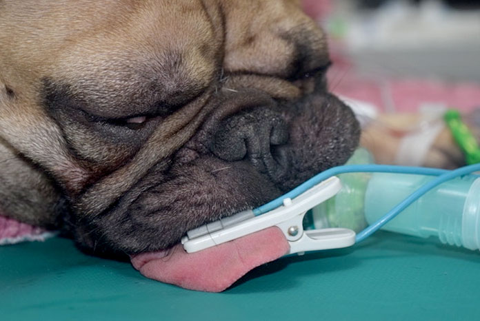 Can You Give Antacids To Dogs