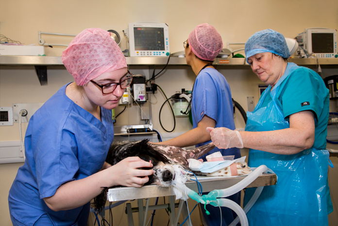 Study reveals the real risks of anaesthesia in dogs - VetNurse News ...