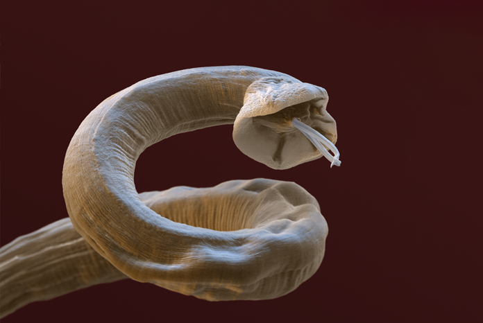 Dogs with lungworm may be symptomless - VetNurse News - Vet Nurse - Vet ...