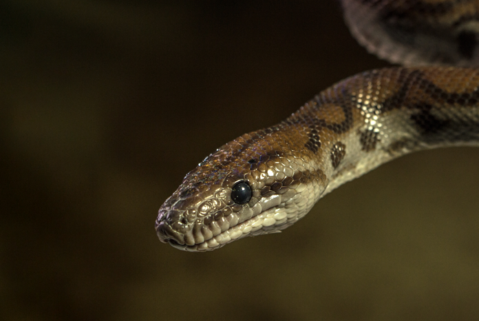Study identifies potential welfare concerns for privately kept snakes ...