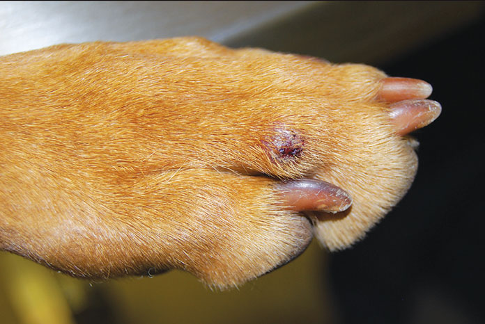 Study reveals most common skin masses in young dogs - VetNurse News ...