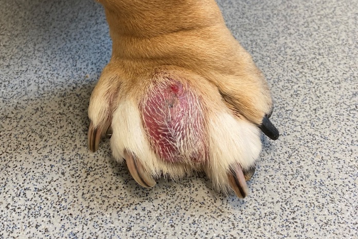 New guidelines for treating bacterial skin infections in dogs ...