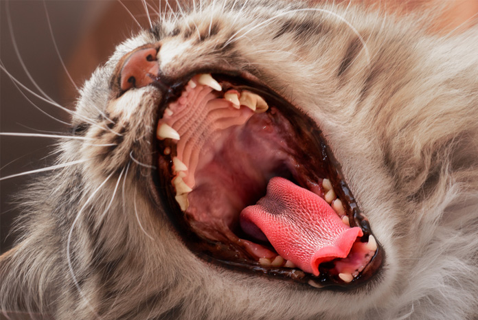 Study reveals age and breed as biggest risk factors for periodontal ...