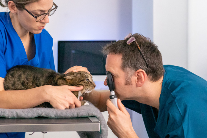 New online feline ophthalmology course - VetNurse News - Vet Nurse ...