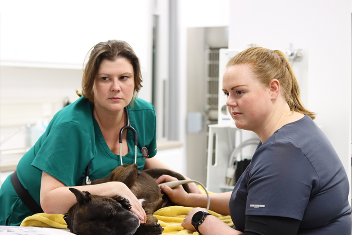 New Level 5 Advanced Certificate in Veterinary Nursing - VetNurse News ...