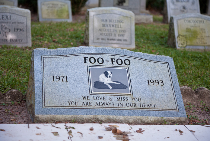 Dog's Trust research reveals we may love our dogs too much - VetNurse ...