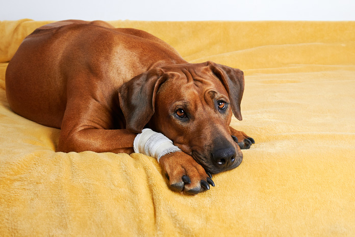 Bristol Vet Specialists launches chronic pain clinic for cats and dogs ...