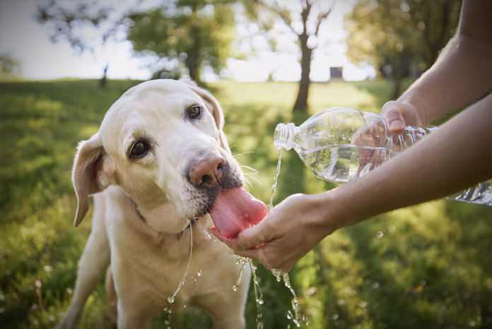 New training on oral rehydration therapy for veterinary nurses and ...