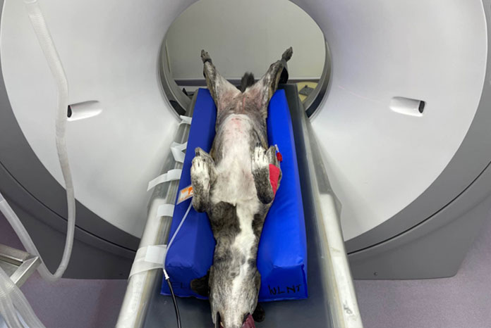 Two new positioning aids for CT scanning and surgery - VetNurse News ...