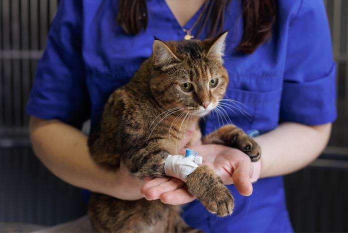 Blood donor cats don't need intravenous fluid therapy - VetNurse News ...