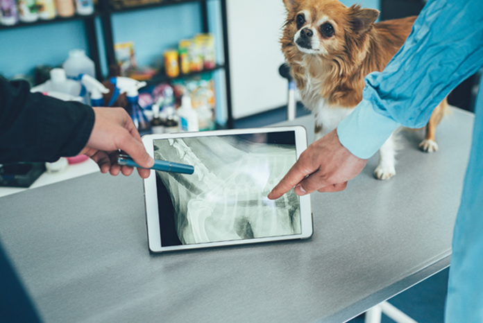 Writing on the wall for veterinary radiologists as IVC installs ...