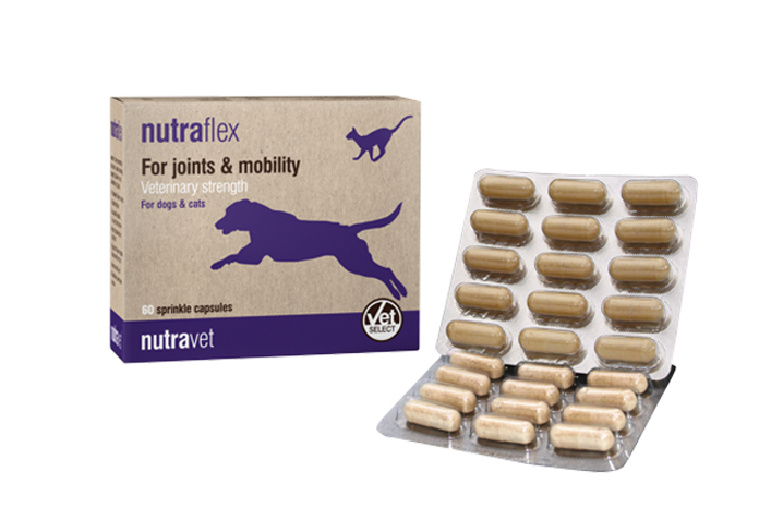 New joint supplement for cats and dogs - VetNurse News - Vet Nurse ...
