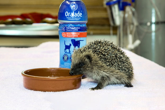 Practices urged to consider hydration of wildlife patients - VetNurse ...