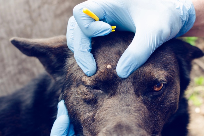 Elanco launches CPD to help vets deliver personalised parasite ...