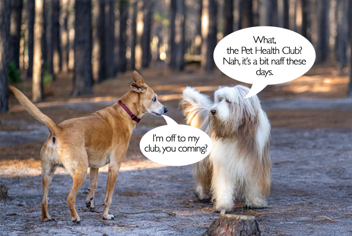IVC issues threat to independent veterinary practices - VetNurse News ...