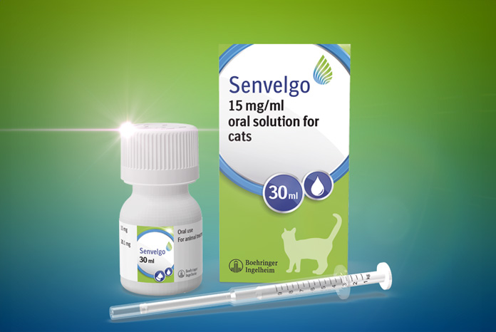 Game-changer new treatment for cats with diabetes - VetNurse News - Vet ...