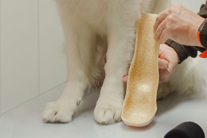 Revolutionary new cast for animal fractures - VetNurse News - Vet Nurse ...
