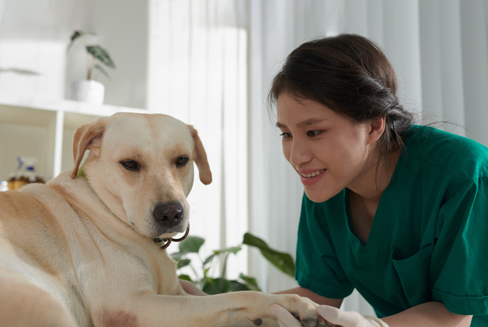 VN Council defines the role of the veterinary nurse - VetNurse News ...