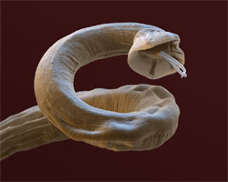 More than 80 lungworm cases and six deaths in two months - VetNurse ...