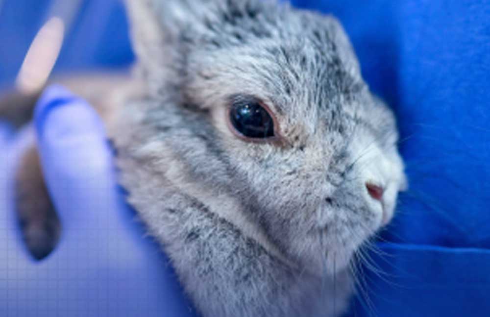 Jurox launches expert guidelines for rabbit anaesthesia - VetNurse News ...