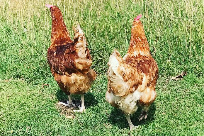 New veterinary manual on backyard poultry - VetNurse News - Vet Nurse ...