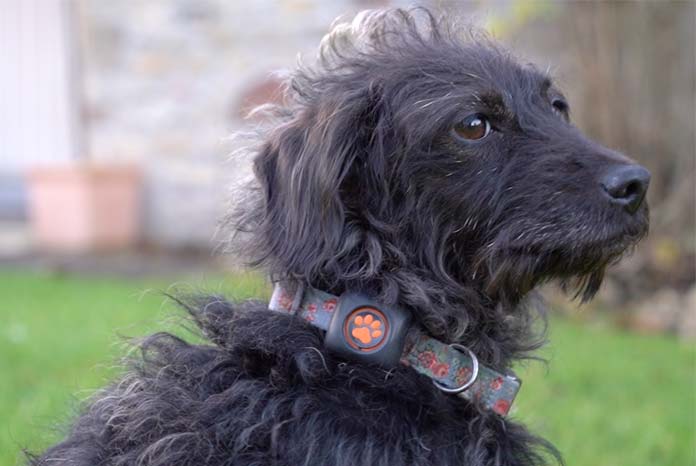 Fitbit for dogs could improve vet nurses' obesity clinics - VetNurse ...
