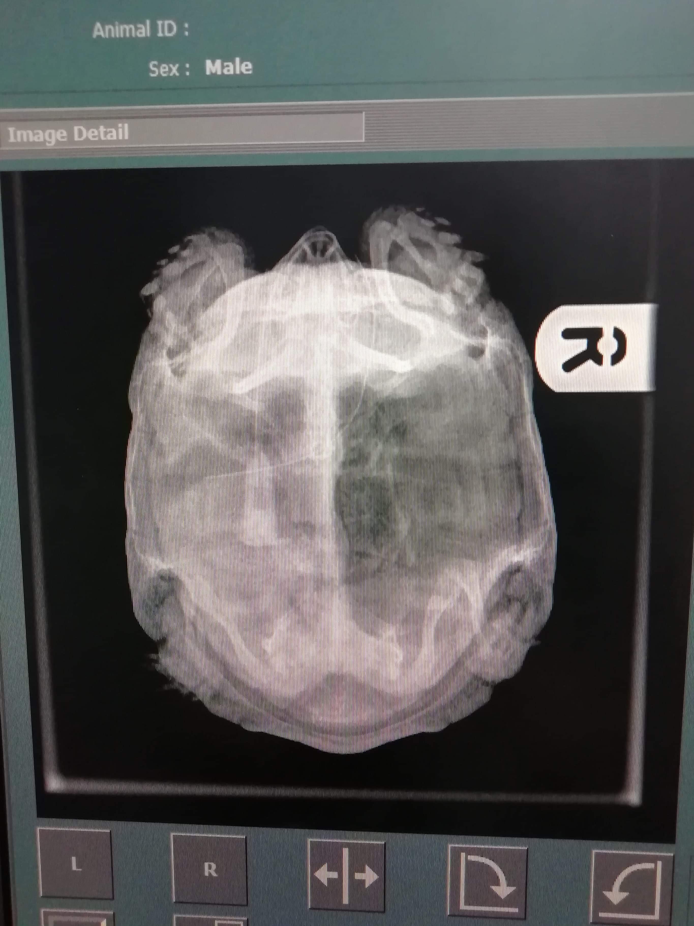 Tortoise x-ray - Veterinary Diagostic Imaging Gallery - Nursing ...