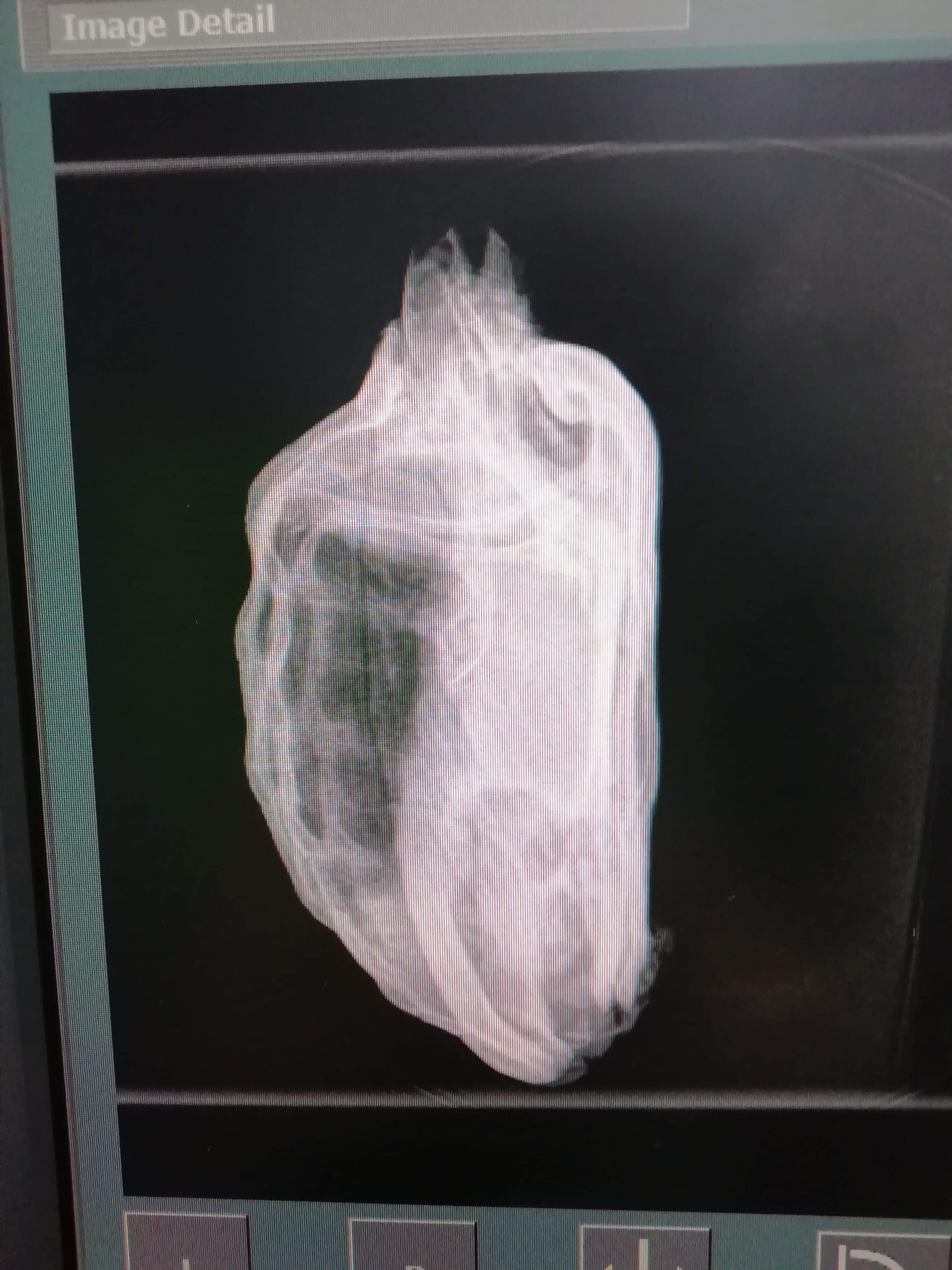 Tortoise x-ray - Veterinary Diagostic Imaging Gallery - Nursing ...