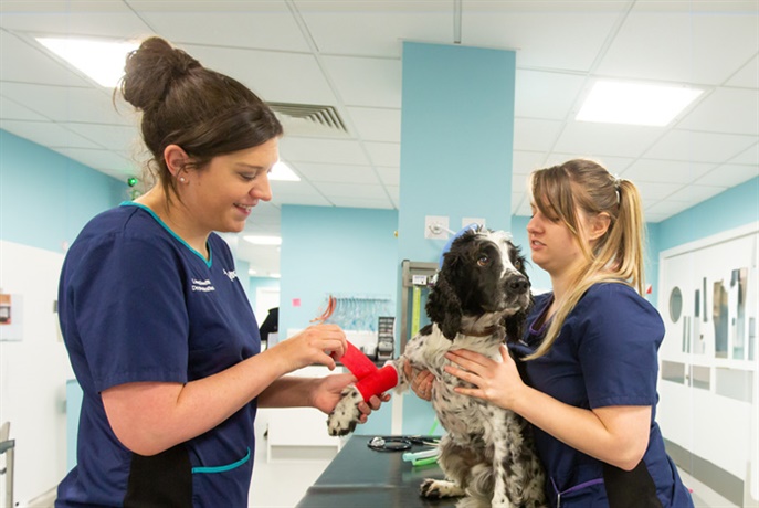 Veterinary Nursing News - VetNurse News - Vet Nurse - Vet Nurse